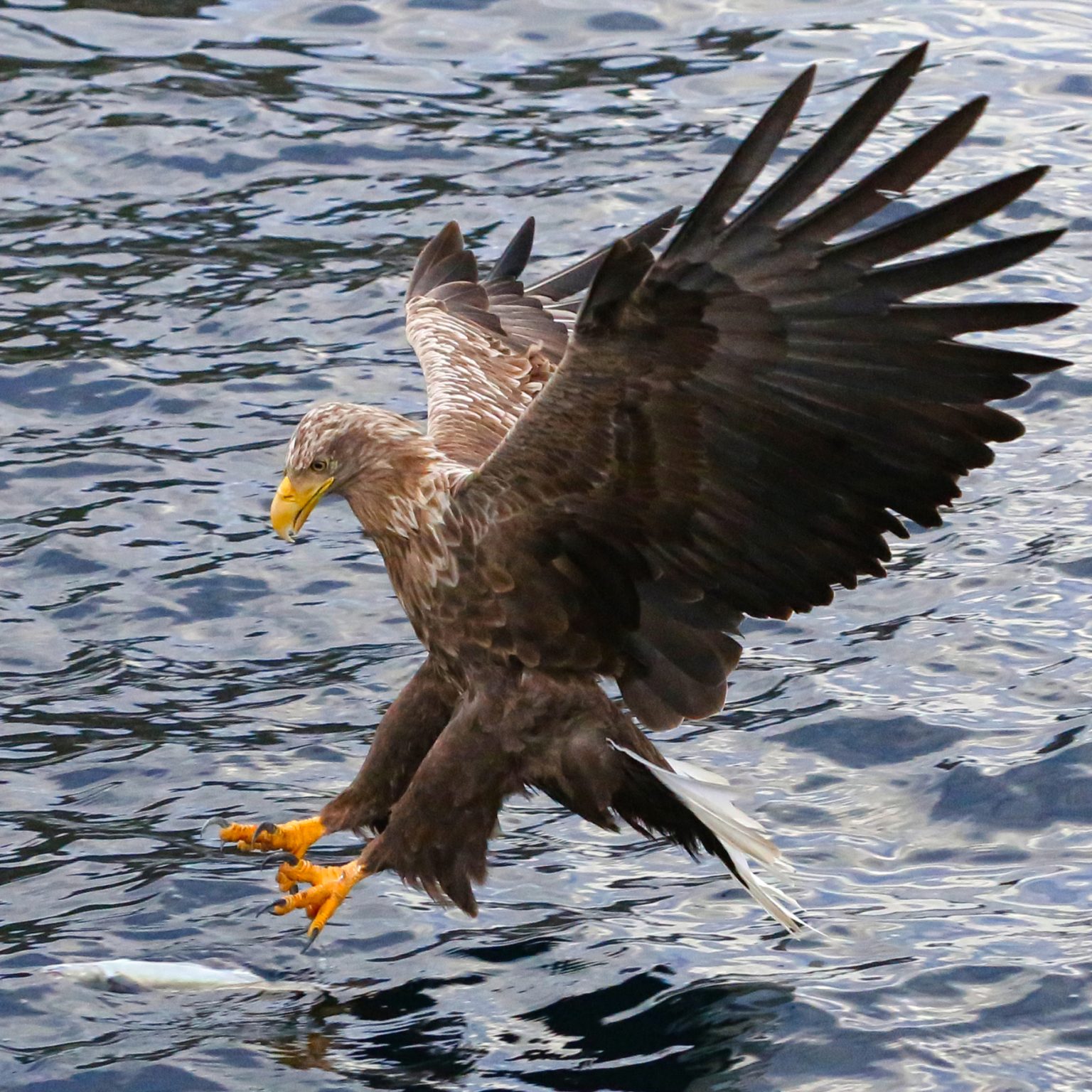 winter activity packages - Explore The Arctic