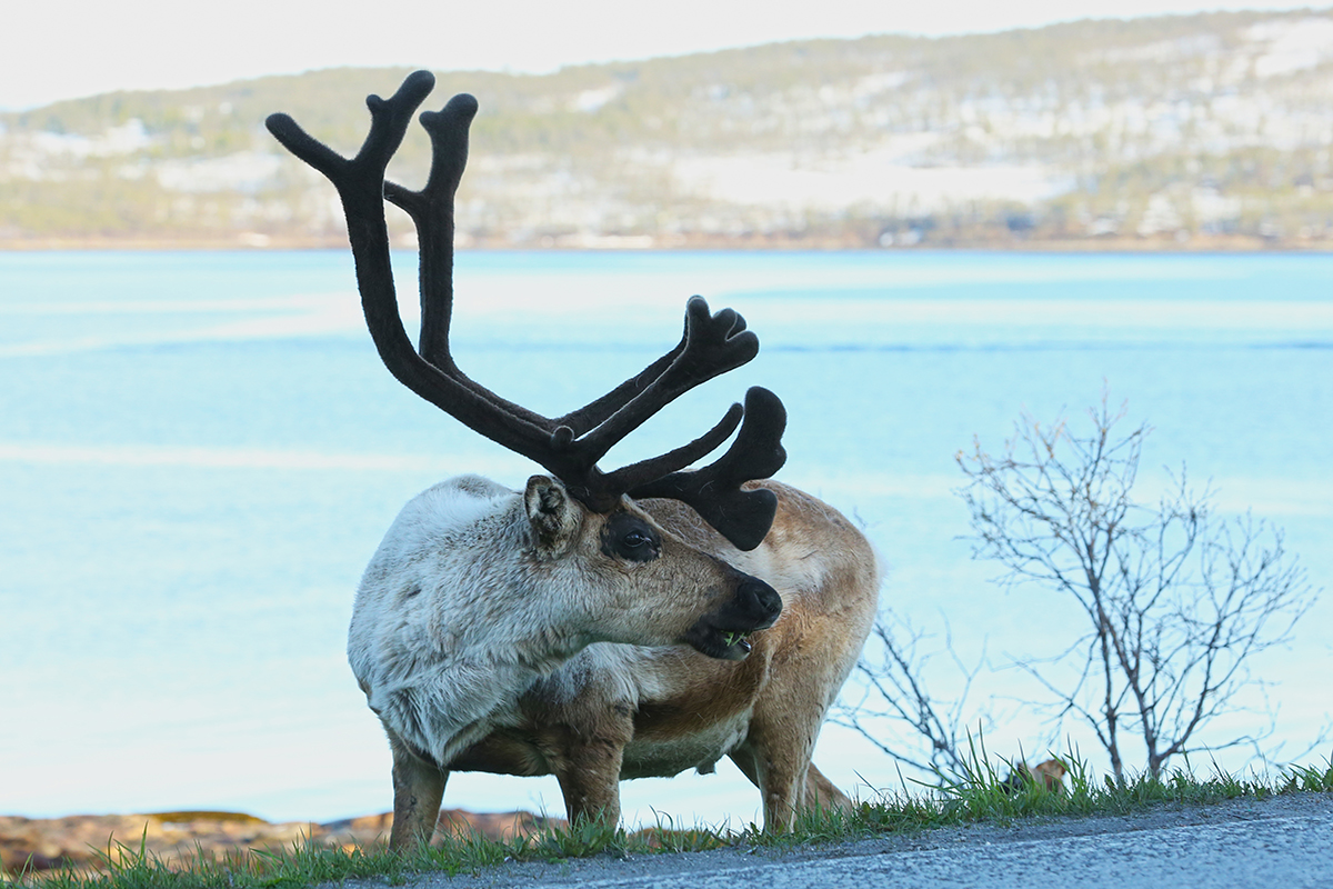 Arctic road trip - Explore The Arctic