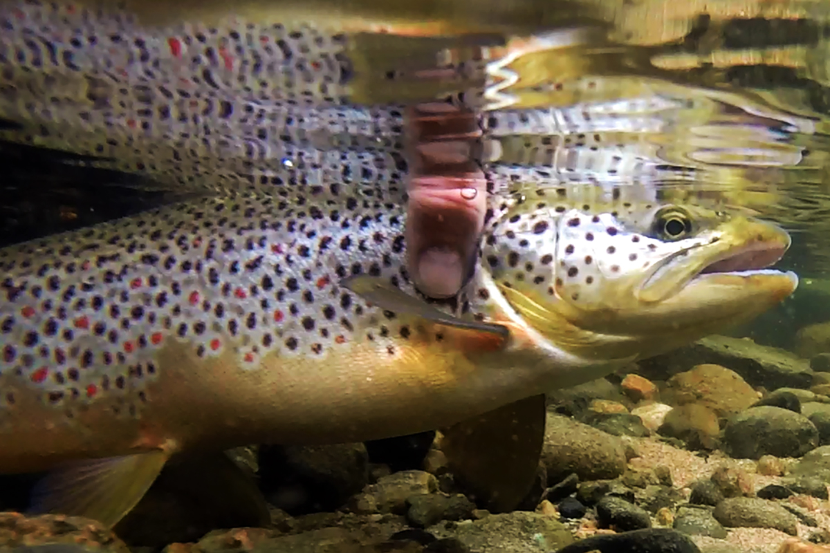 Freshwater fishing - Explore The Arctic
